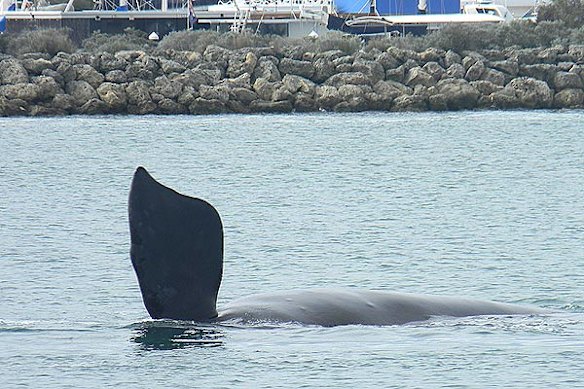 Whales visit the Dawesville Cut