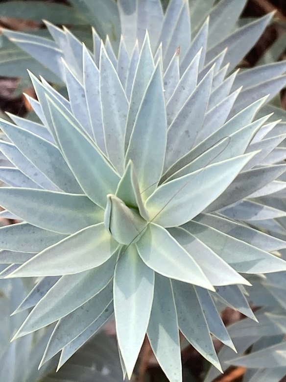 The latest go-to plant tolerates heat, dryness and cold