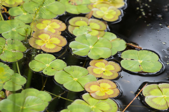 ‘An ecosystem that looks after itself’: bringing new life to a country ...
