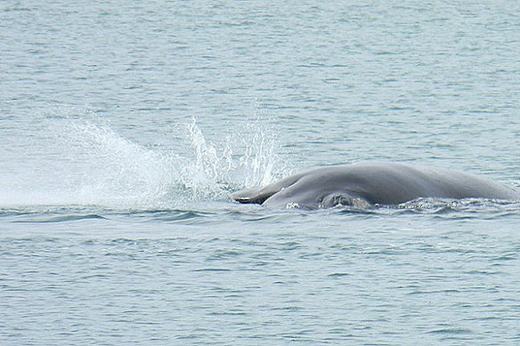 Whales visit the Dawesville Cut
