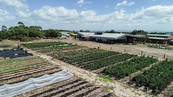 Gardening: schools turn disused fields into market gardens with amazing ...