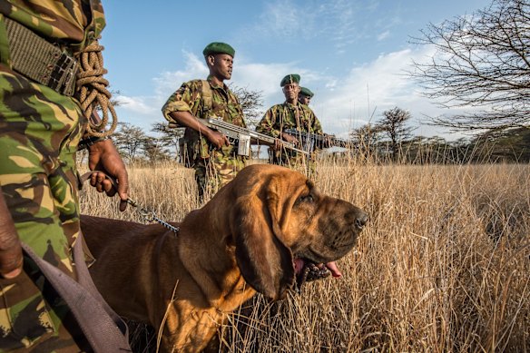 Maasai warriors in Kenya now protect African wildlife: The hunters are ...
