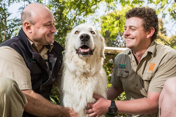Protector Pooch a Wild Idea at Werribee Zoo