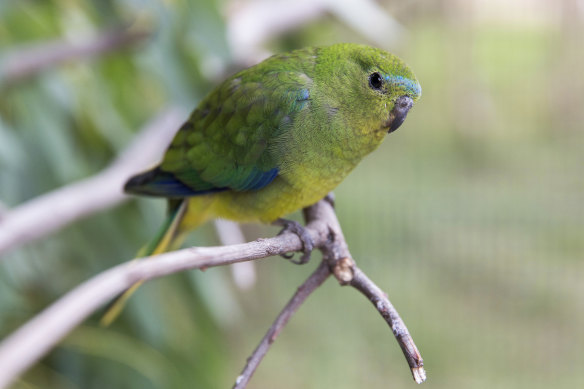 With a little help, most-threatened parrot might have turned a corner