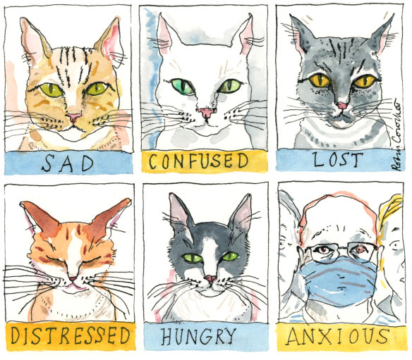 Sad, lost cats are on the rise. Or could it just be you?