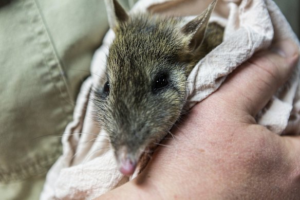 Protector Pooch a Wild Idea at Werribee Zoo