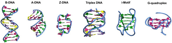 In major find, DNA turns out to be knotted like an old pair of laces