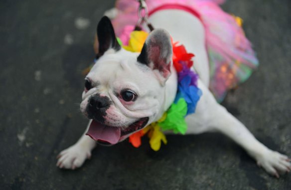 "Blocao" dog carnival in Rio de Janeiro