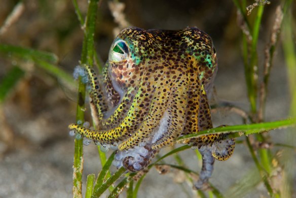 The best places to snorkel near Melbourne: Jawbone Bay, Ricketts Point ...