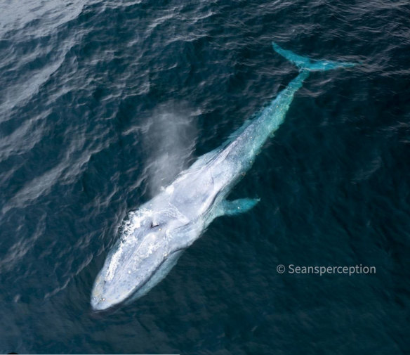 ‘Elusive’ pygmy blue whales recorded ‘off Sydney’s back doorstep’