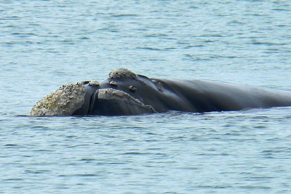 Whales visit the Dawesville Cut
