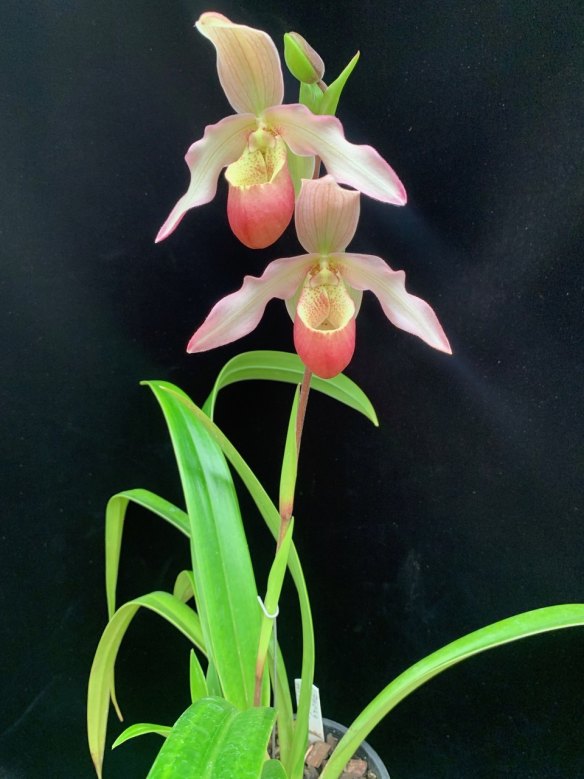 How to grow slipper orchids or paphs indoors