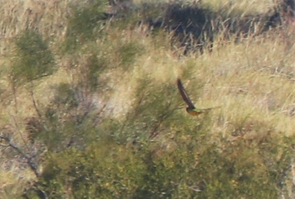 Rare night parrot photograph ’gives us hope there are more out there