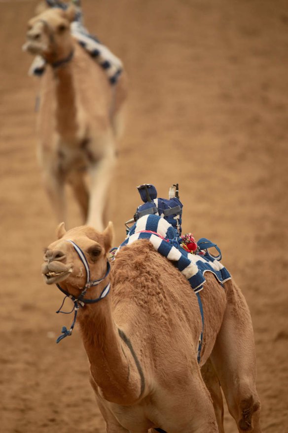 Robot jockeys rule at Dubai camel racing