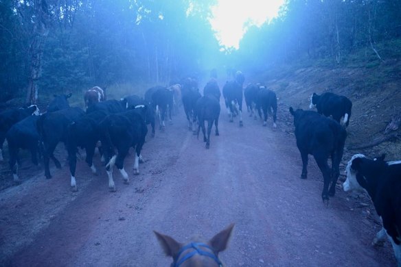 High Mountain Stockmen