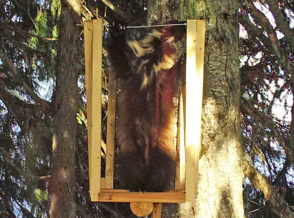 Breeding wolverine heralds comeback for charismatic carnivore