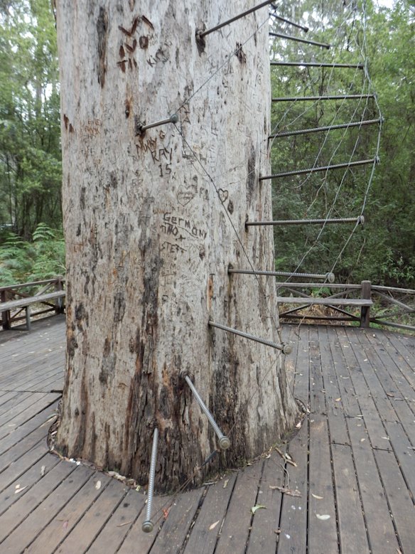 Dave Evans Bicentennial Tree: Climbing Australia’s scariest tourist ...