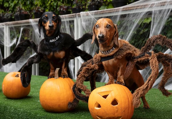 Release the Hounds of Halloween