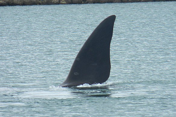 Whales visit the Dawesville Cut