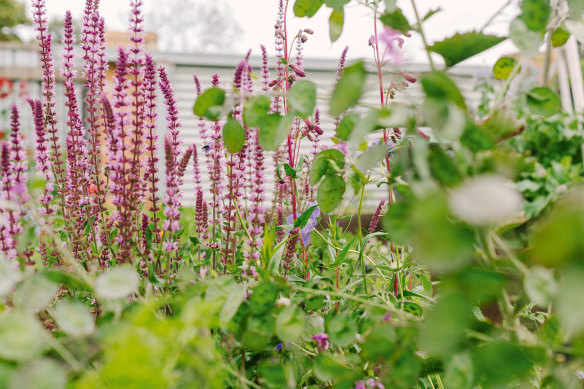 Salvias are a good plant if you don’t have time for gardening