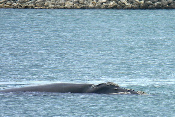 Whales visit the Dawesville Cut