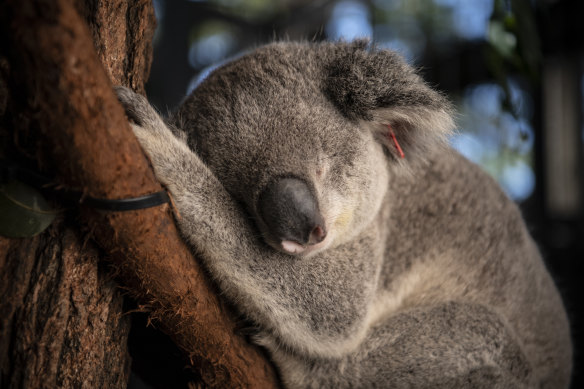 New genetic tools to stop koalas, other species ‘going down the drain’