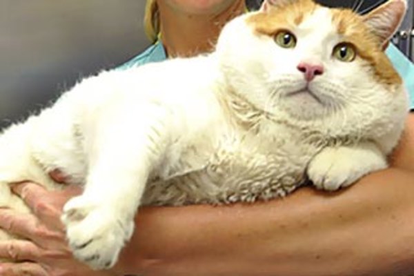 Famed fat cat Meow dies of obesity