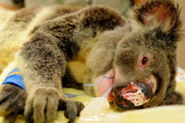 Koala shot and left for dead