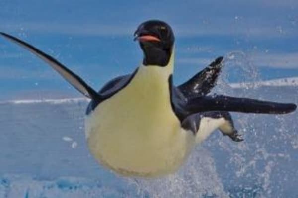 Emperor penguins slide towards endangered list