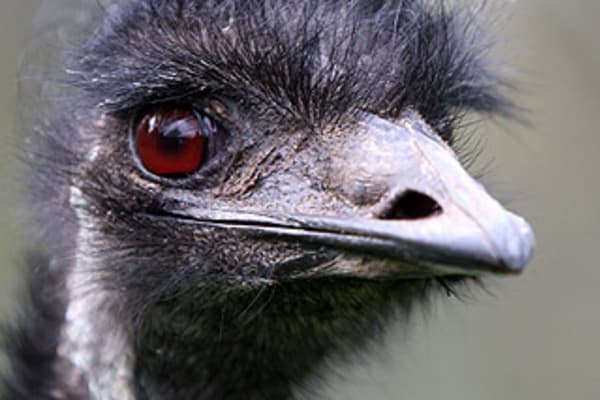 Emu: the other red meat?