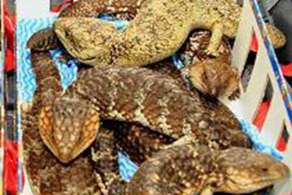 Shingleback lizards found in luggage at Perth Airport