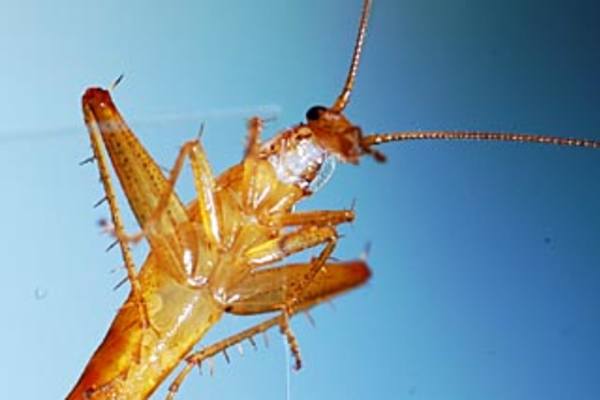 Jumping cockroach heads new species list