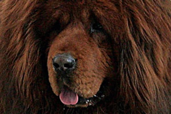 China's million-dollar dog