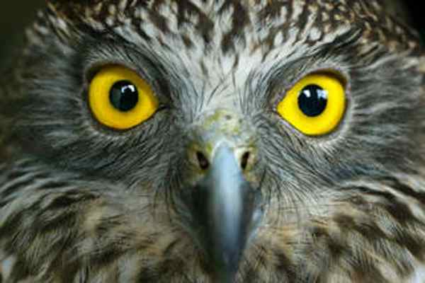 Life through avian eyes