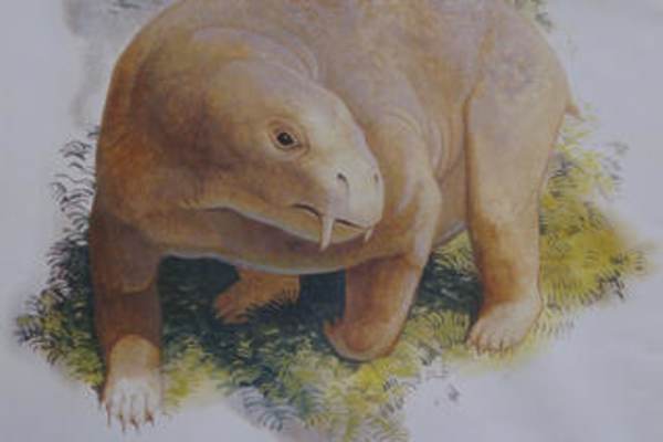 Prehistoric fossil confirms tusked mammal ancestor