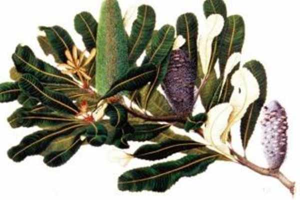 Celia Rosser - aka the Banksia lady - and her life botanic