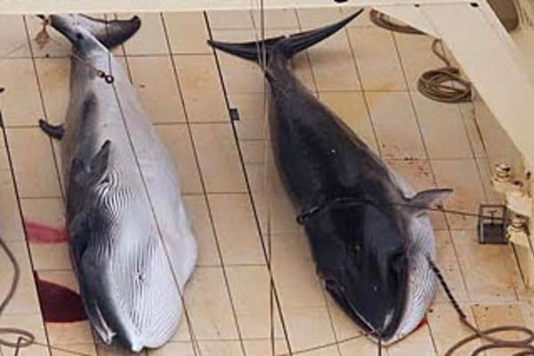 Japan's whaling fleet on the run