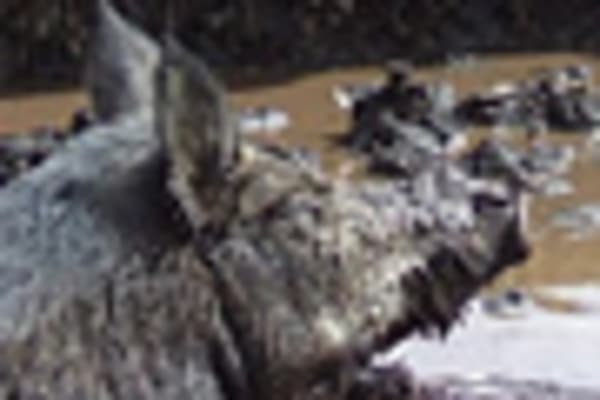 Aerial culling of 8000 feral pigs