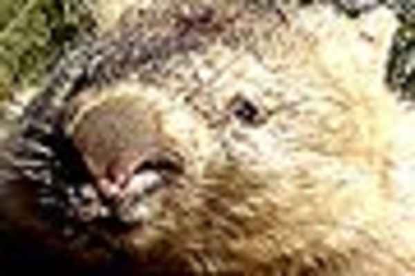 Wombat combat: danger is their middle name
