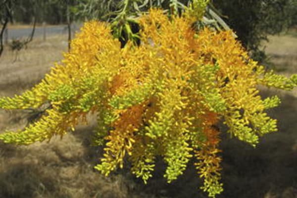 The mistletoe: it's as Australian as the gum tree