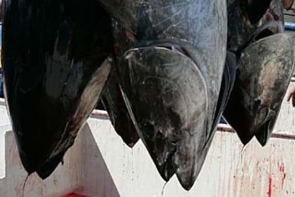 Radioactive bluefin tuna cross Pacific