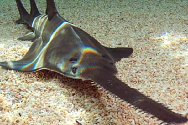 Sawfish: coming to an aquarium near you