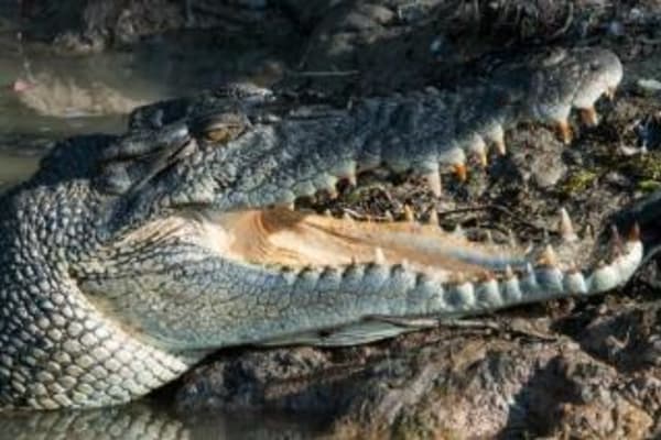Crocodile eats boy, 11, in Papua New Guinea