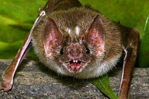 Victim's veins on vampire bats' radar