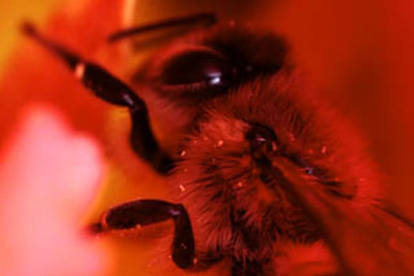 It's a bee nuisance - and food growers are more than a mite scared