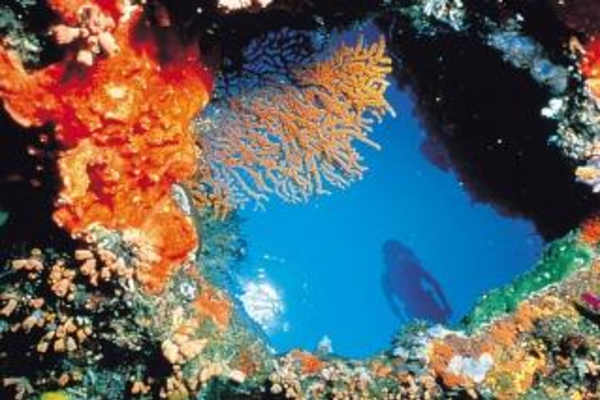 Australia's environment is 'going backwards', green alliance says