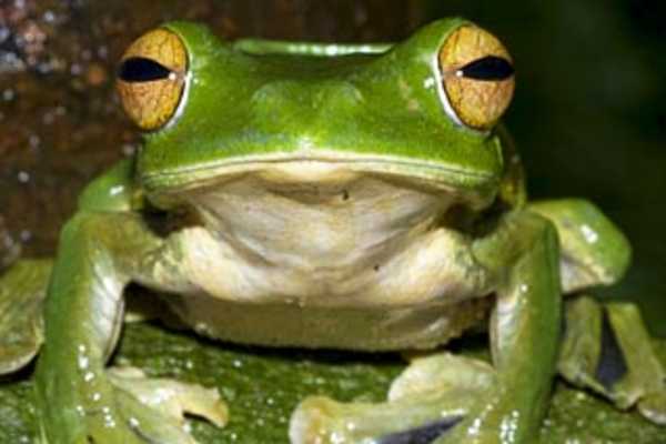 Flying frog ... Sydney researcher discovers new species