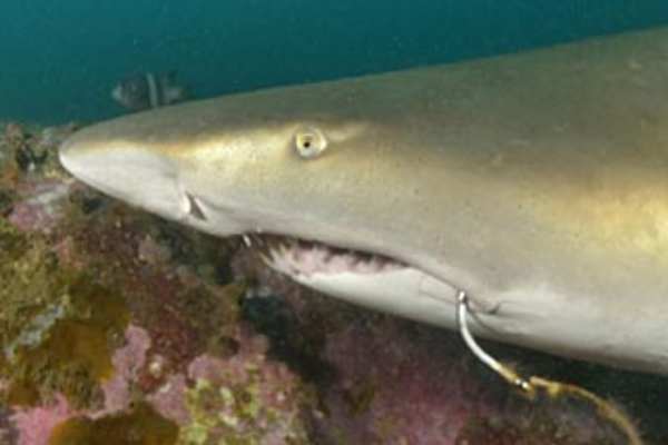 Bad press puts sharks in danger