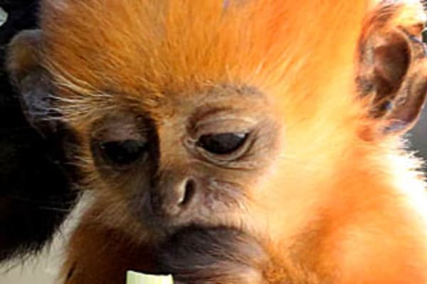 Taronga shows off orange baby monkey