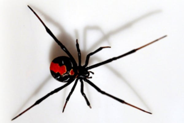 What happens if you get bitten by a radioactive spider?